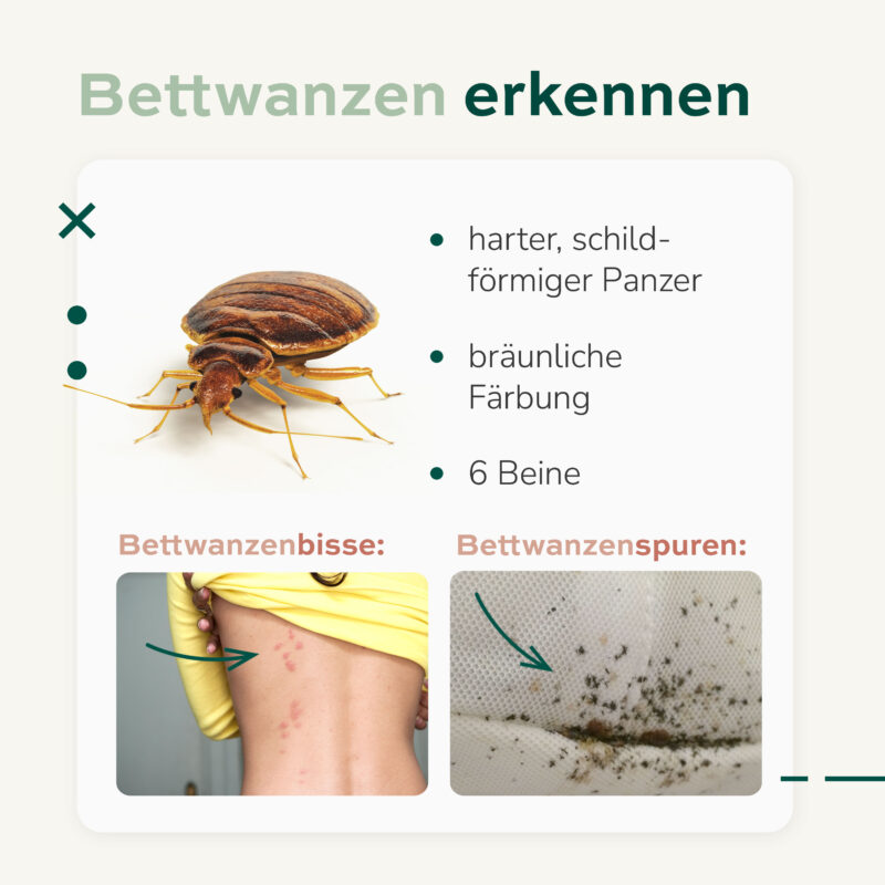 Bettwanzenspray - Mittel gegen Bettwanzen - online kaufen
