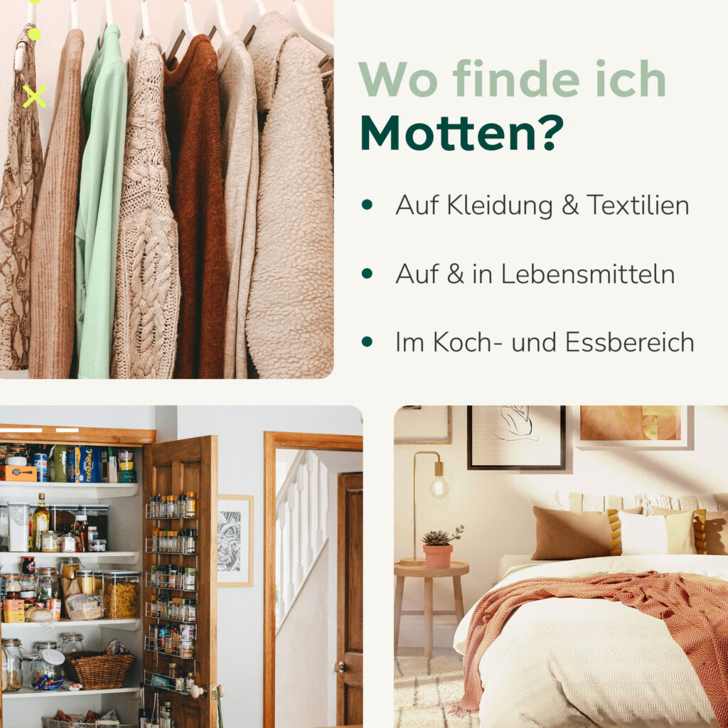 Motten bekämpfen - Anti-Motten Spray online kaufen - DFNT