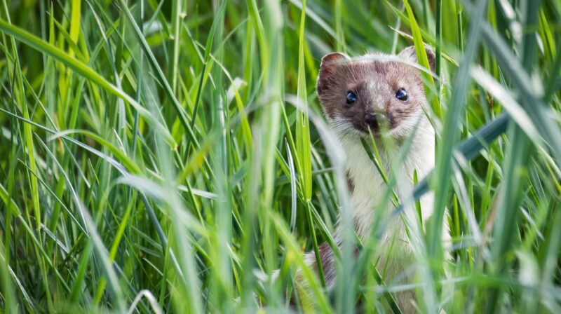 Marder und Marderkot: erkennen verstehen vertreiben