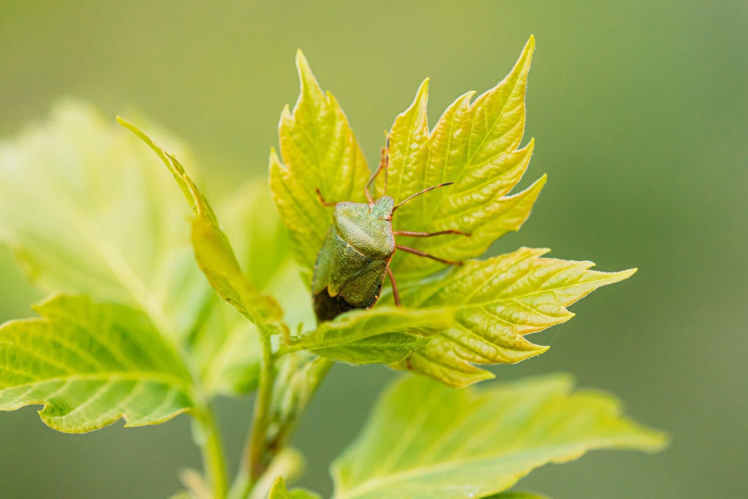Milben & Milbenbisse erkennen, behandeln & vorbeugen - DFNT